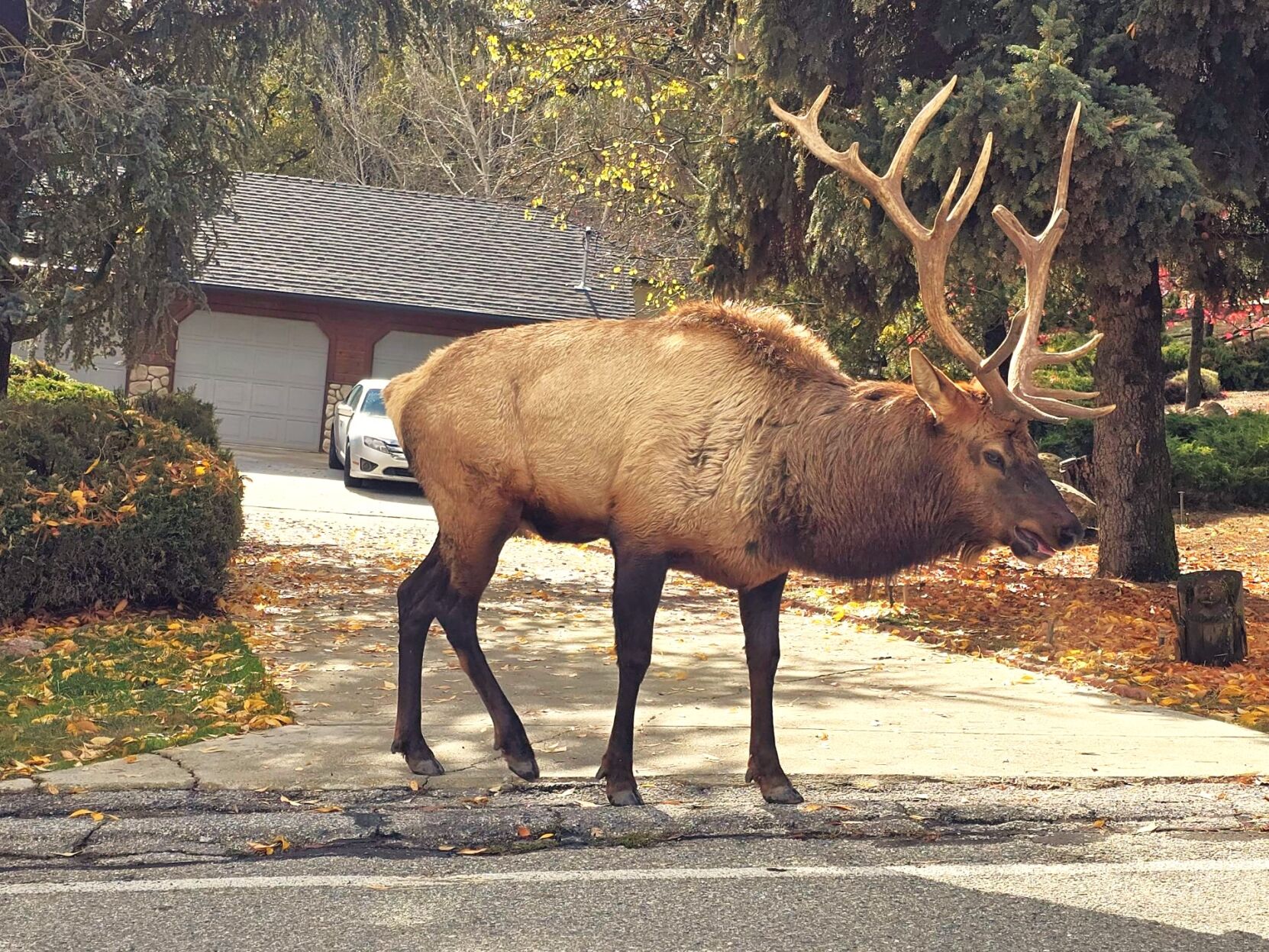 Natural Sightings: A battle-hardened veteran | Lifestyle ...