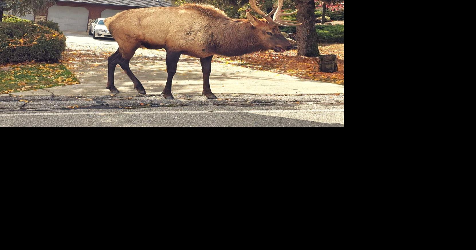 Natural Sightings: A battle-hardened veteran | Lifestyle | tehachapinews.com