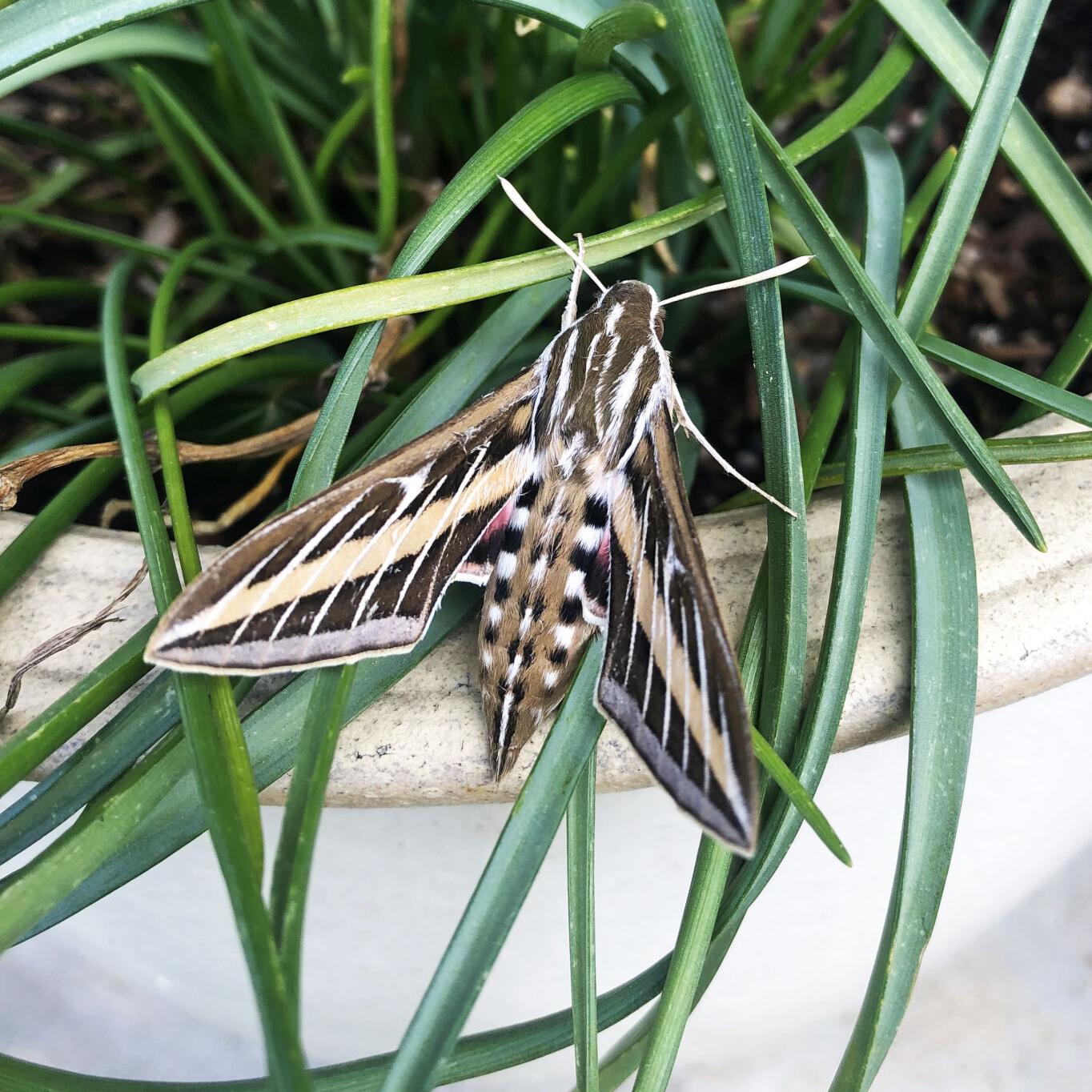 sphinx moth