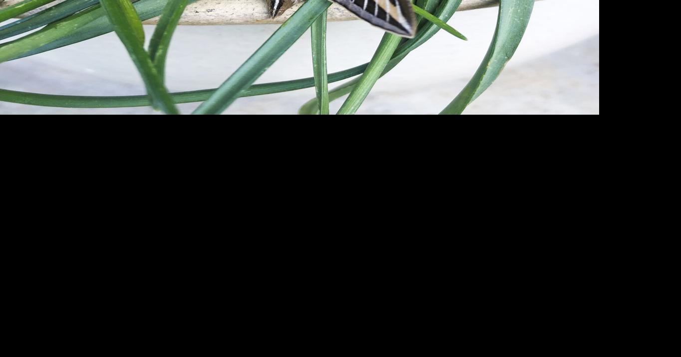Natural Sightings: A beautiful hawk moth at rest | Lifestyle ...