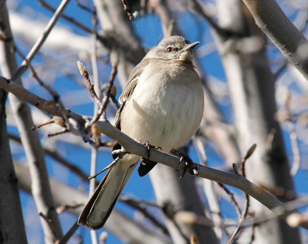 Indian Talk: traditional names for Tehachapi birds | Lifestyle ...