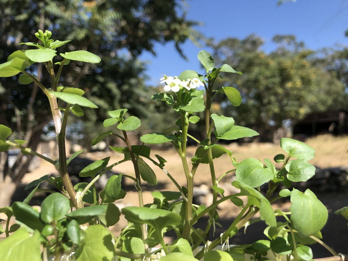 Benefits Of Watercress Flower | Best Flower Site