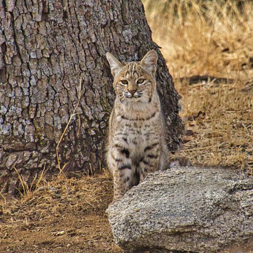 Pen in Hand: Bobcat kittens: as the year ends, independence begins for ...