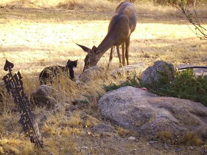 Natural Sightings: Cat meet your neighbor, Deer. Deer, this is a Cat ...
