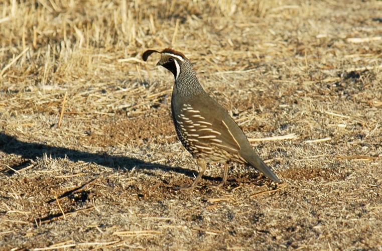 Indian Talk: traditional names for Tehachapi birds | Lifestyle ...