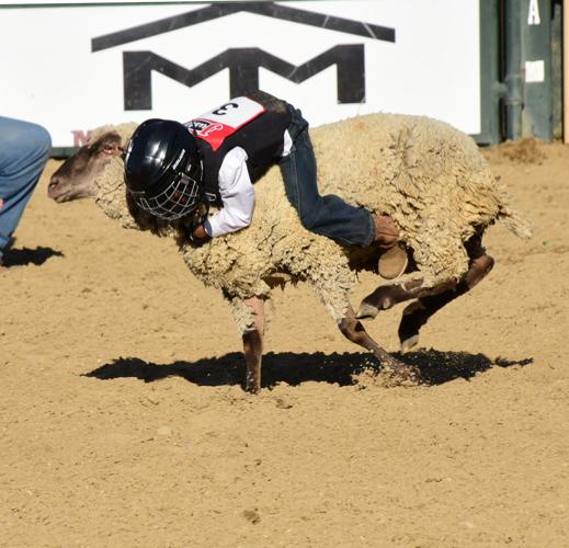 PHOTO GALLERY: Bring out the tough for the Benz Bad Bulls Rodeo ...