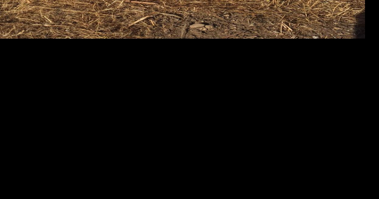 Family tales unfold at the Old Tehachapi Cemetery | Lifestyle ...