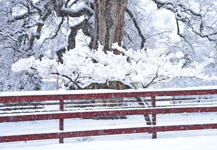 PHOTO GALLERY: Winter wonderland | News | tehachapinews.com