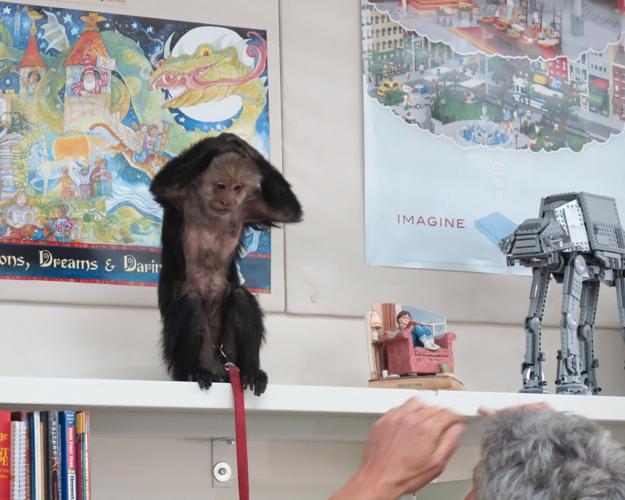 Wild animals at the library? You bet, as Working Wildlife show visits ...