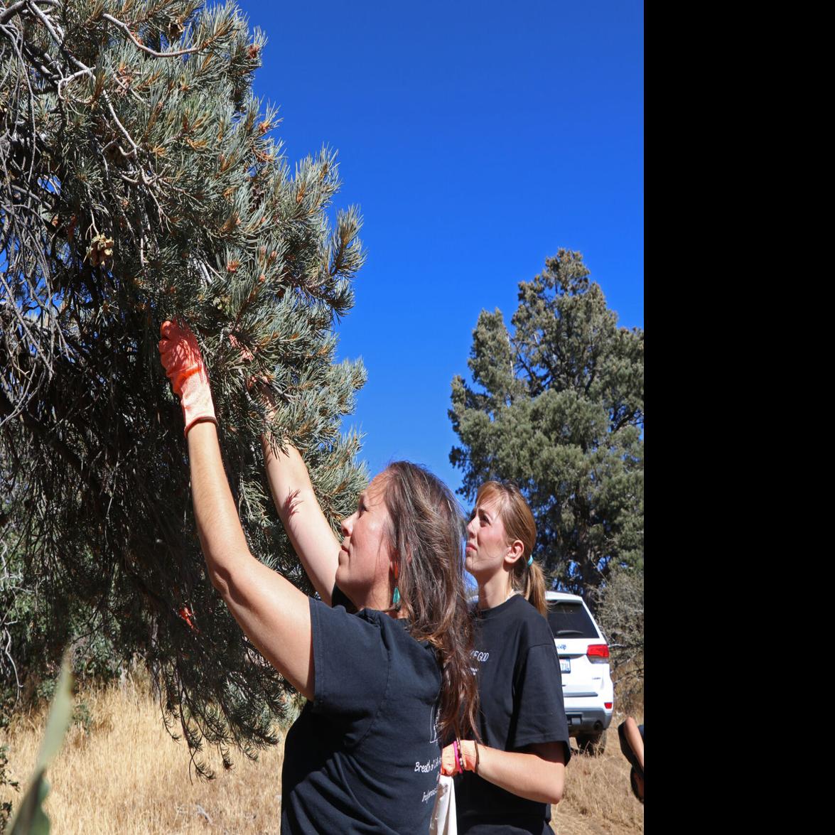 pinon tree coloring pages