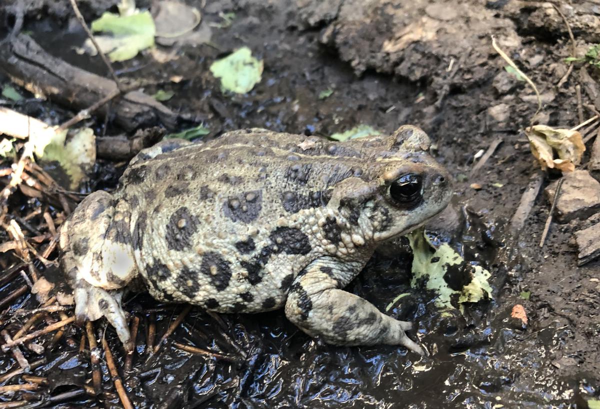 Pen in Hand: California Toads: usually secretive, seasonally abundant ...