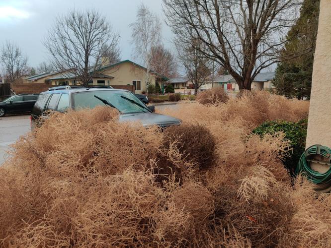 Pen in Hand: Drifting along with the tumbling tumbleweeds | Lifestyle ...