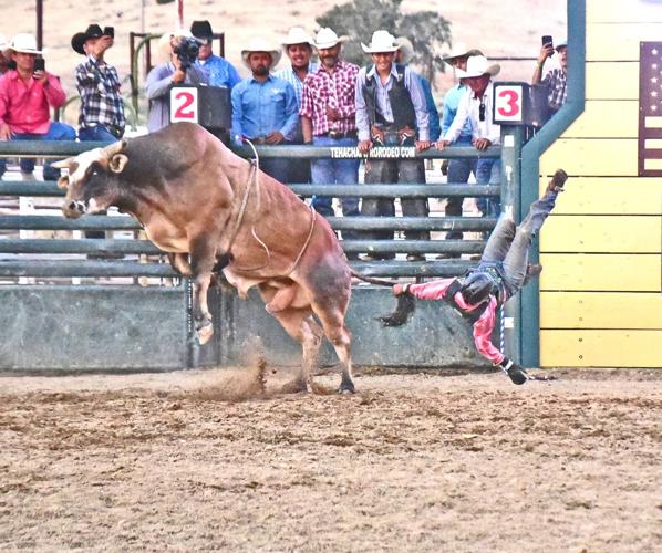 PHOTO GALLERY: Bring out the tough for the Benz Bad Bulls Rodeo ...