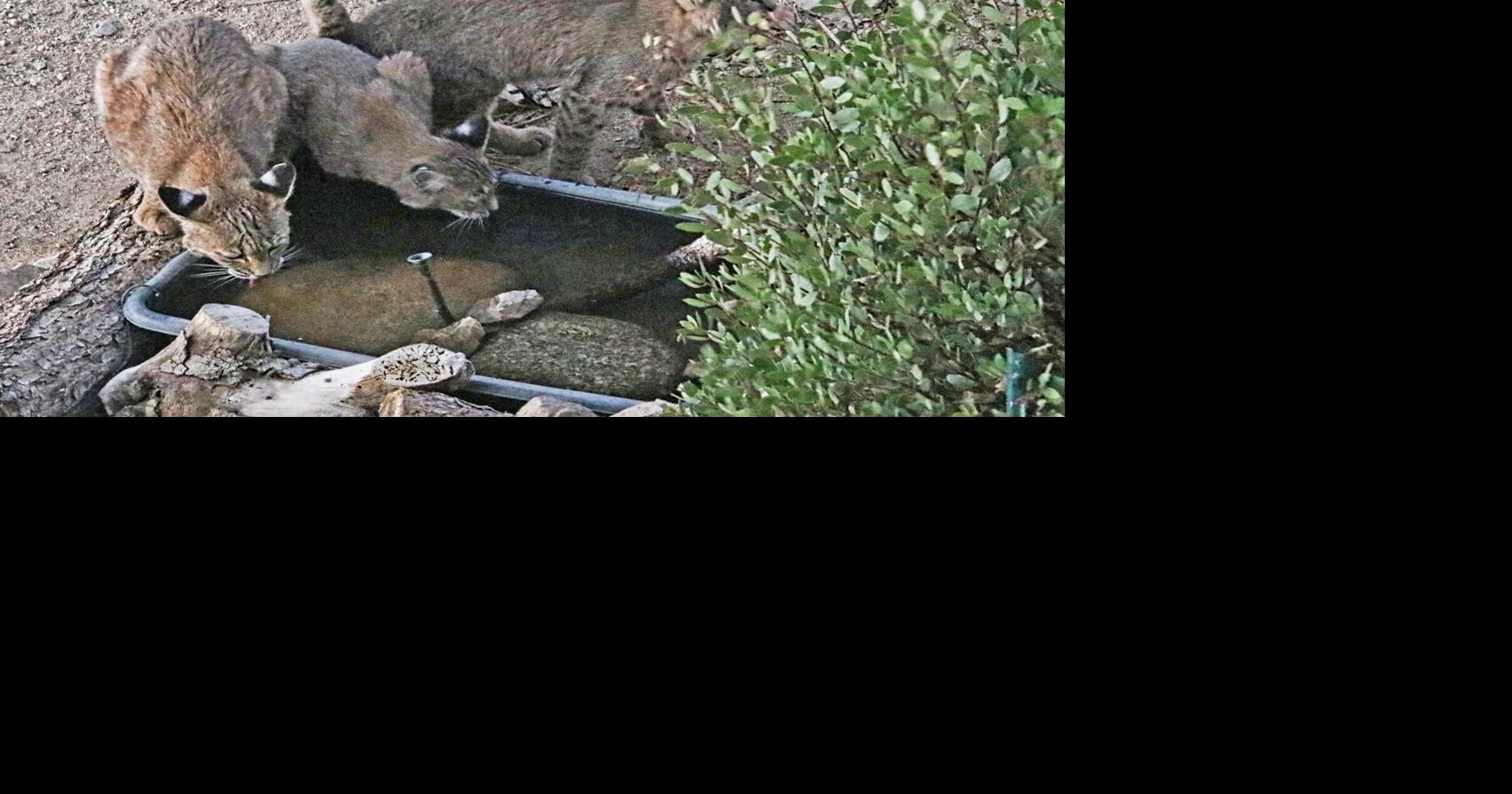 Pen in Hand: Bobcat kittens: as the year ends, independence begins for ...