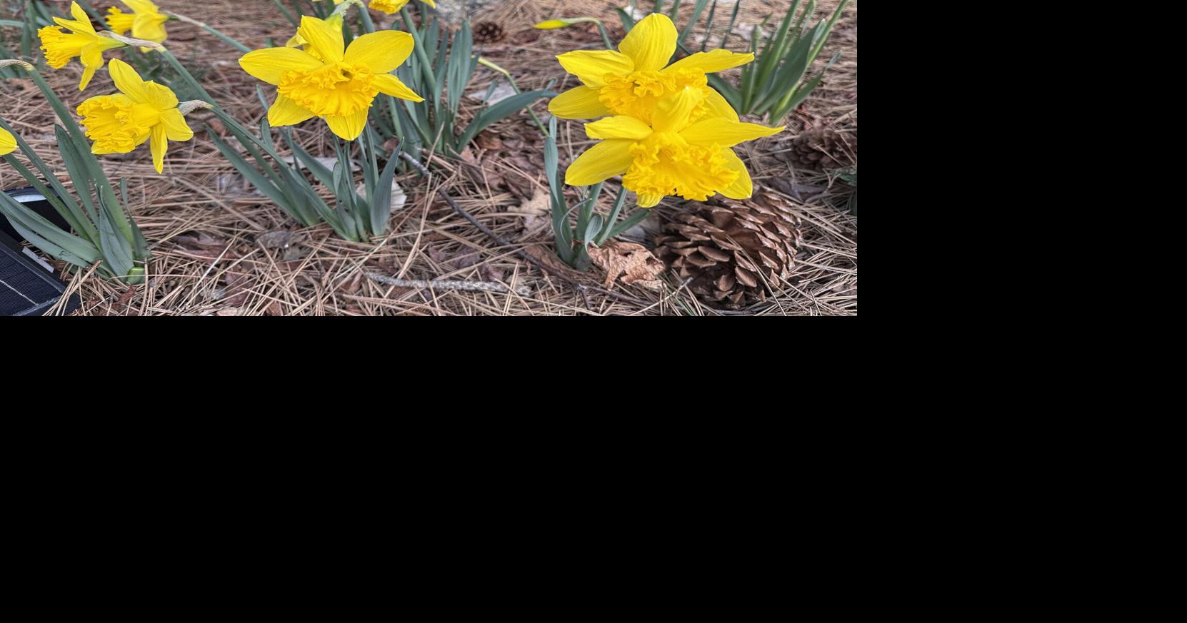 We're back: Spring flowers emerge | News | tehachapinews.com