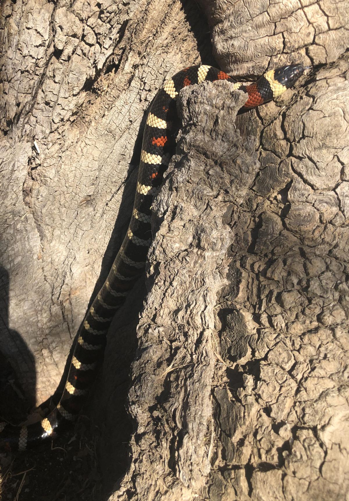 Pen in Hand: California Mountain Kingsnake: a beautiful jewel of a ...