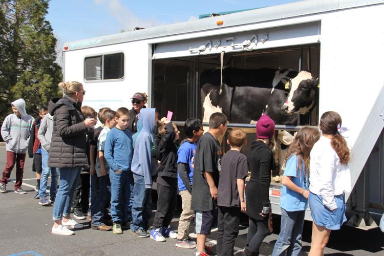 A cow at school? Daisy May visits students for a little dairy education ...