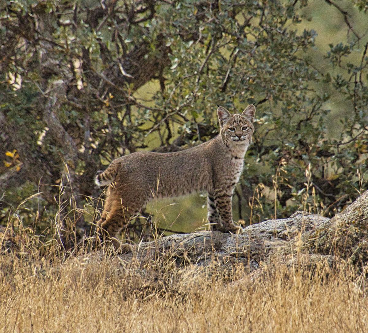Pen in Hand: Bobcat kittens: as the year ends, independence begins for ...