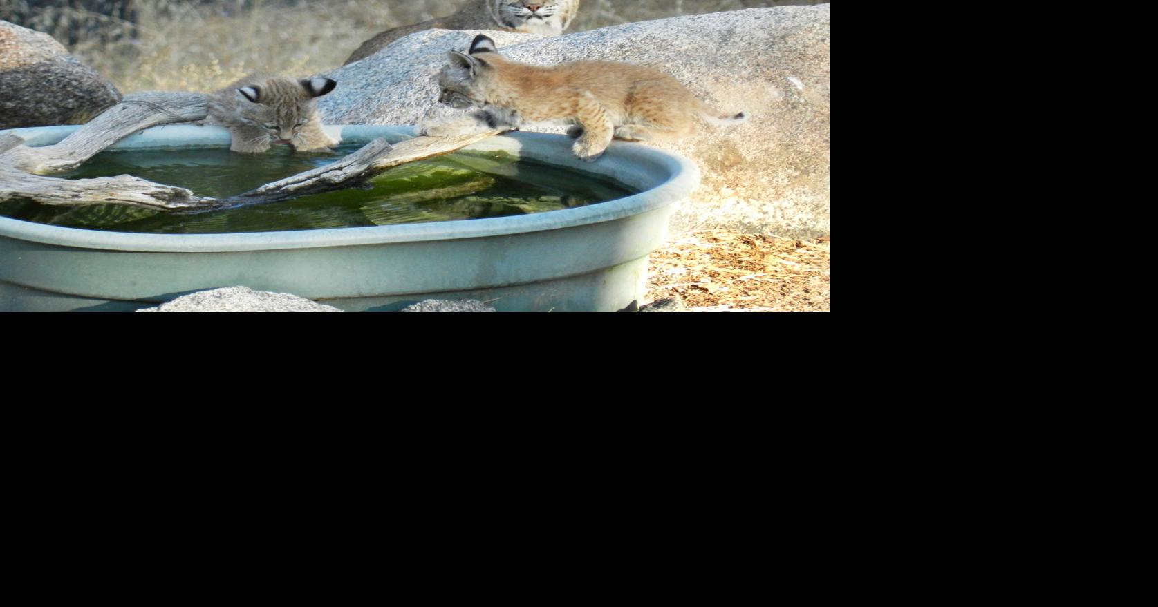 Pen in Hand: Bobcats are frequently among us but seldom seen ...