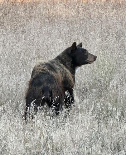 Natural Sightings: Hummingbear feeder | Lifestyle | tehachapinews.com