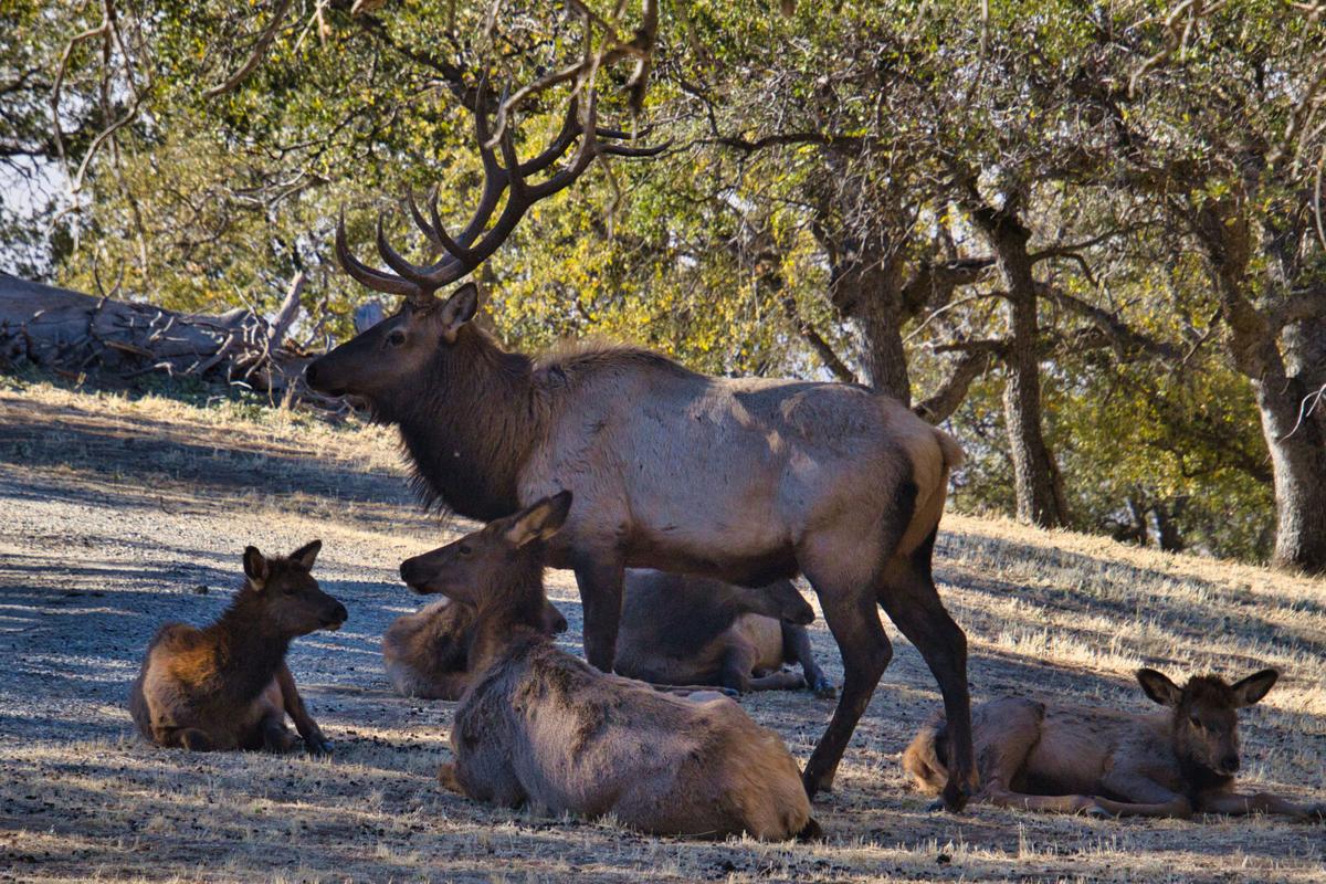 Pen in Hand: Elk in Tehachapi: a big cow herd at rest | Lifestyle ...
