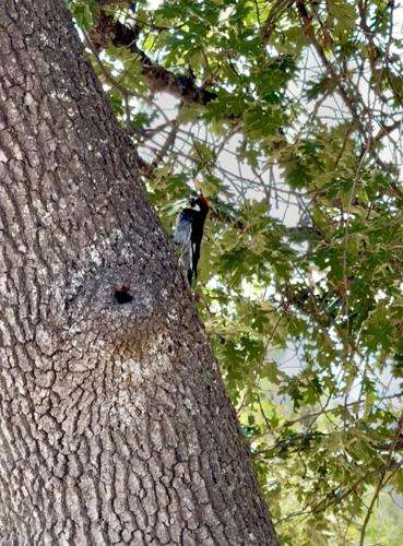 Pen in Hand: Acorn Woodpecker Returns to Freedom | Lifestyle ...