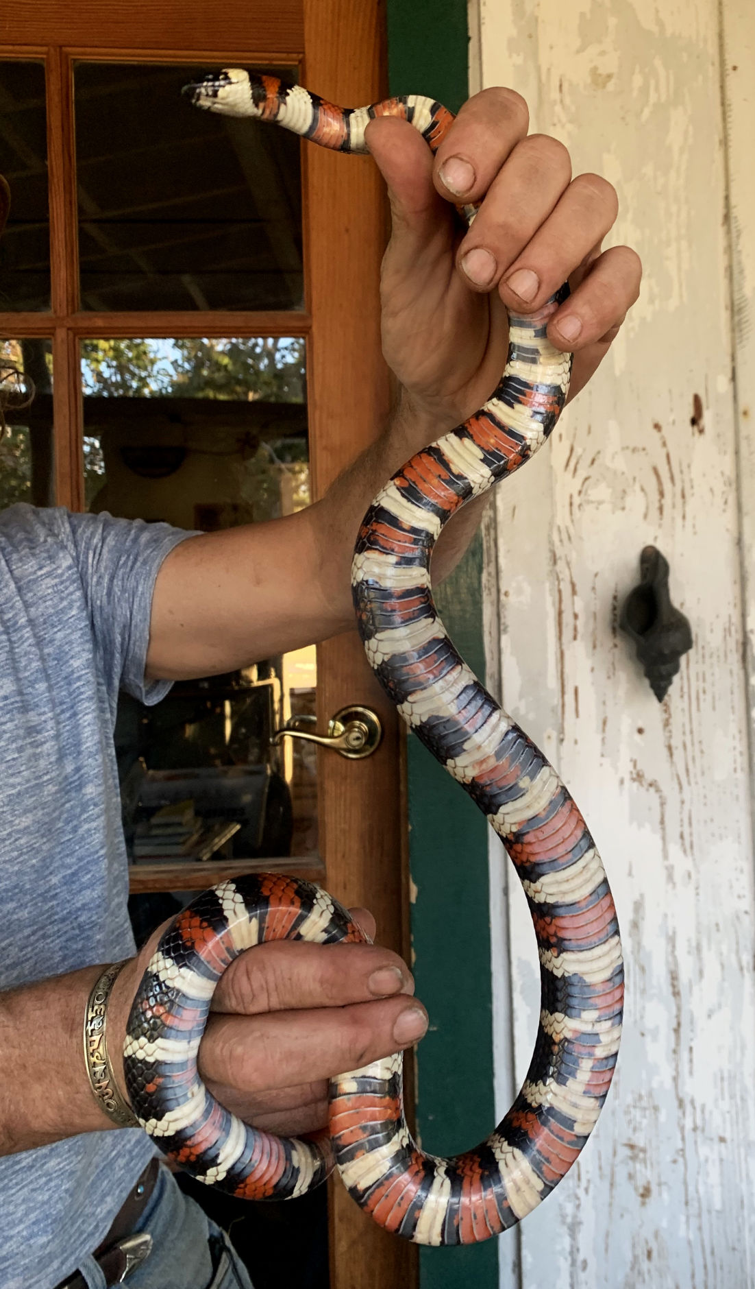 Pen in Hand: California Mountain Kingsnake: a beautiful jewel of a ...