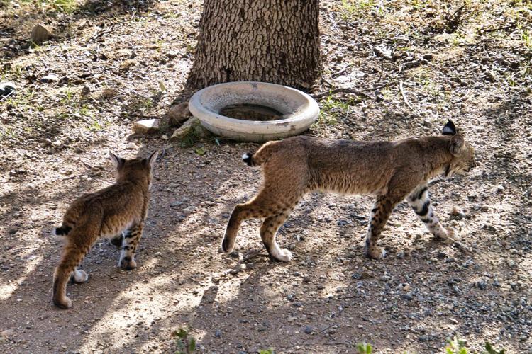 Pen in Hand: Mother bobcat and kittens | Lifestyle | tehachapinews.com