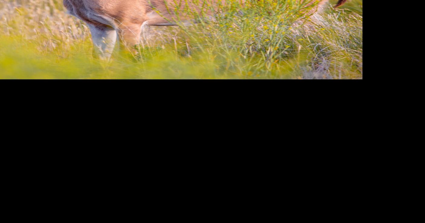 Natural Sightings: Mule Deer doe and birds | Lifestyle | tehachapinews.com