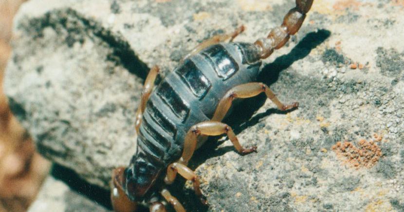Pen in Hand: Scorpions: ancient creatures that live among us but are ...