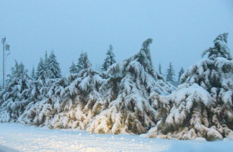 PHOTO GALLERY: Snowstorm hits greater Tehachapi | News | tehachapinews.com