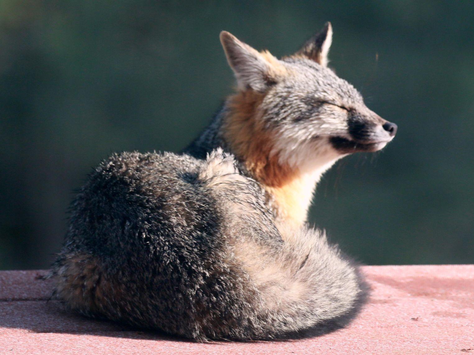 gray fox sitting