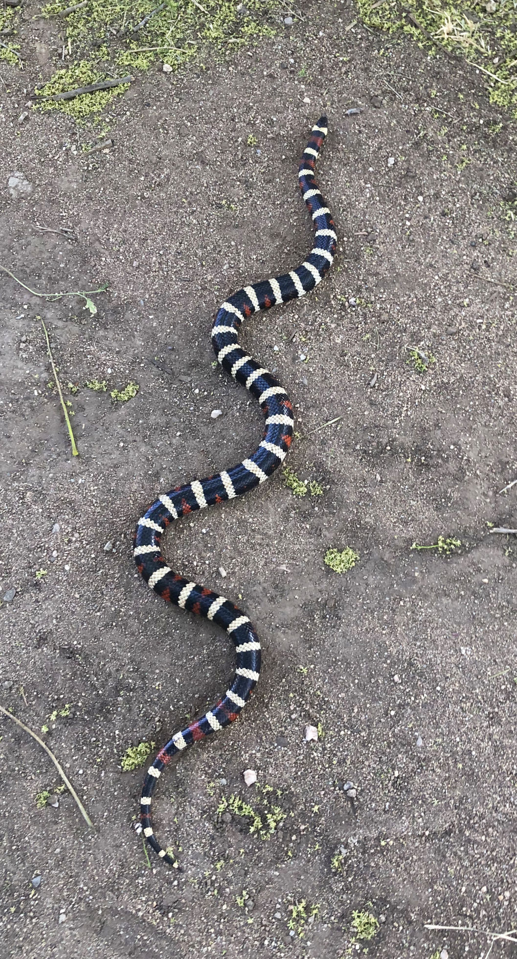 Pen in Hand: California Mountain Kingsnake: a beautiful jewel of a ...