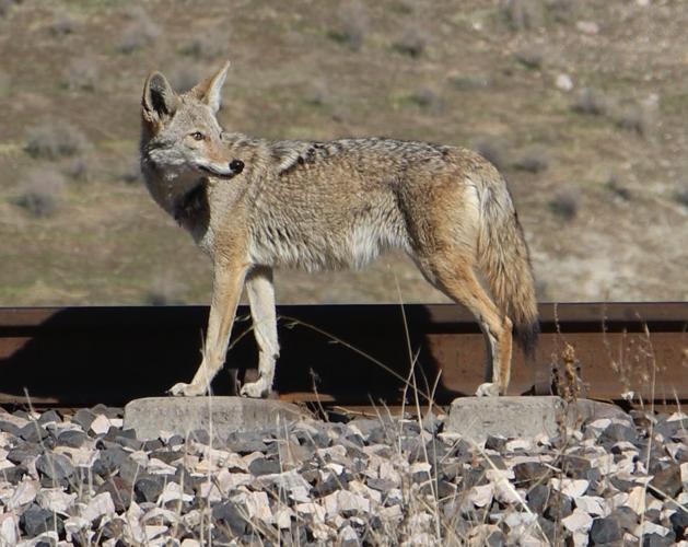 desert coyote
