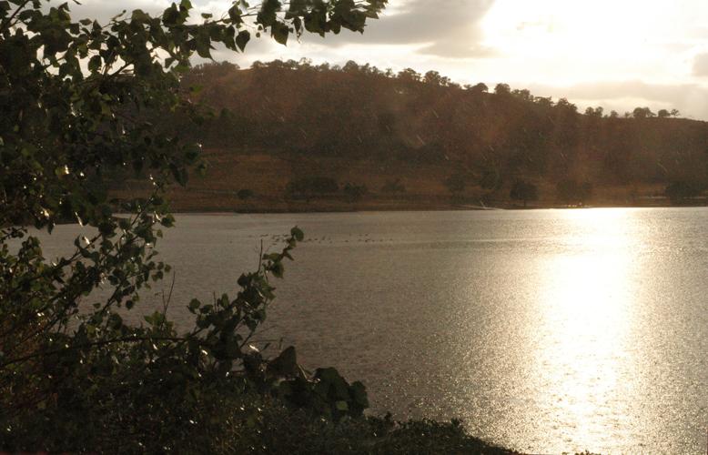 Pen in Hand: See for yourself: birds love Brite Lake | Lifestyle ...