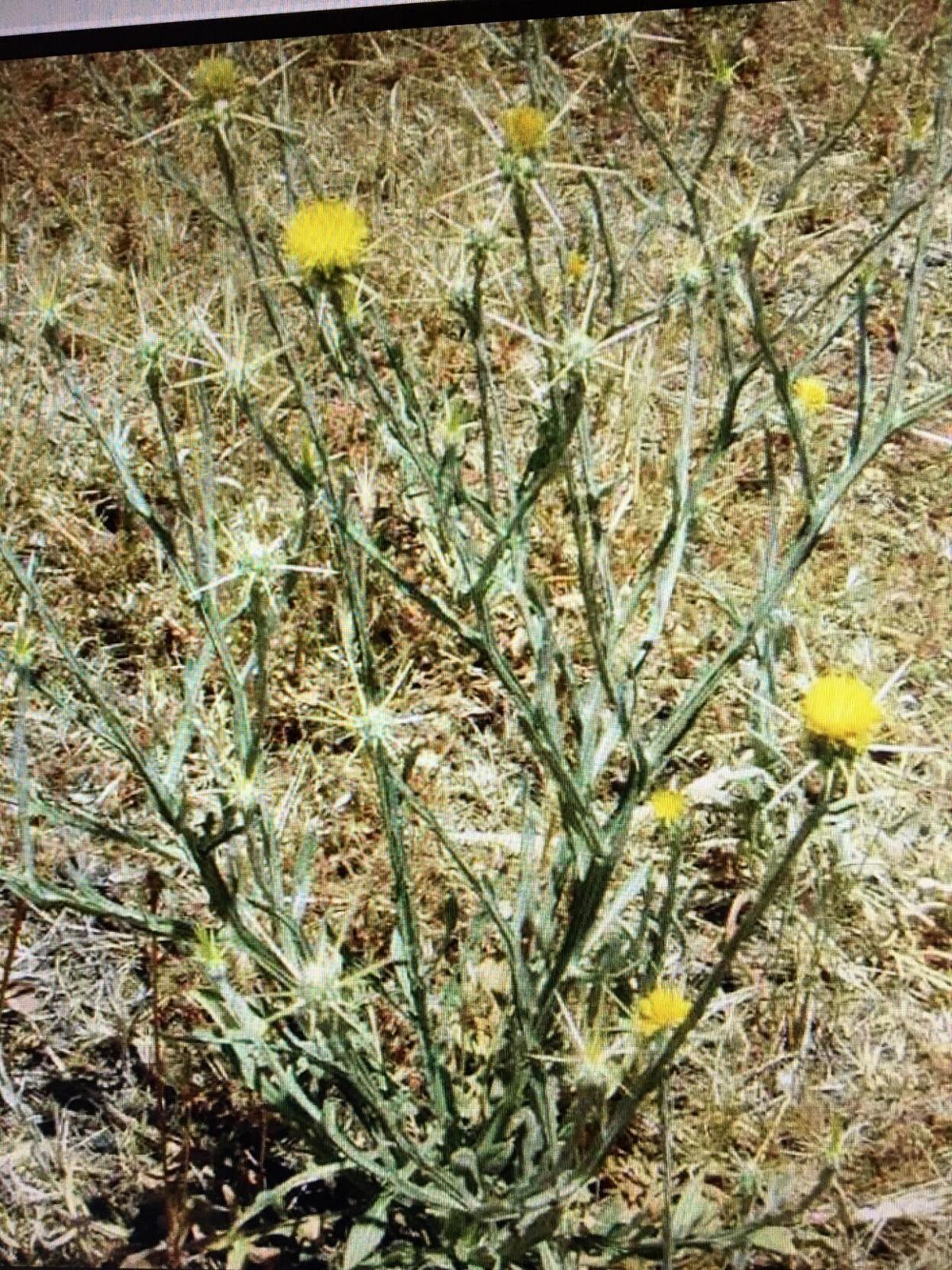 Yellow Starthistle: A very invasive weed | Lifestyle | tehachapinews.com