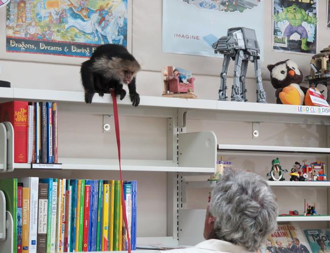 Wild animals at the library? You bet, as Working Wildlife show visits ...