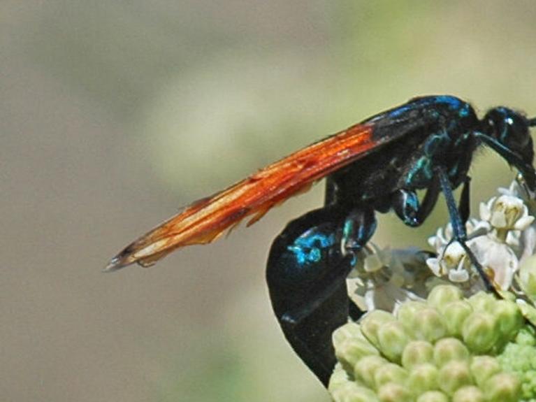 orange tarantula hawk