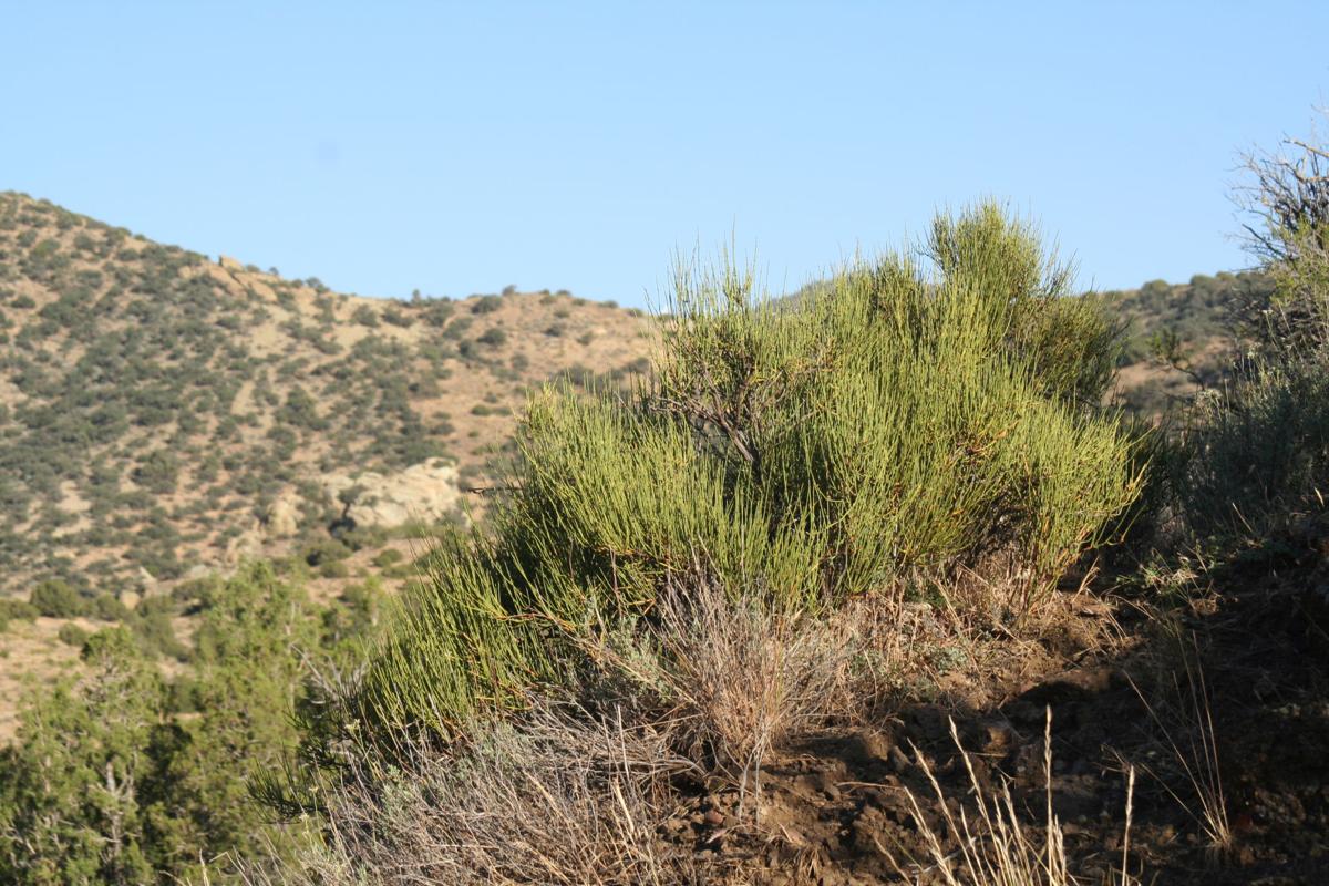 Pen In Hand: Ephedra, the first tea of Tehachapi | Lifestyle ...