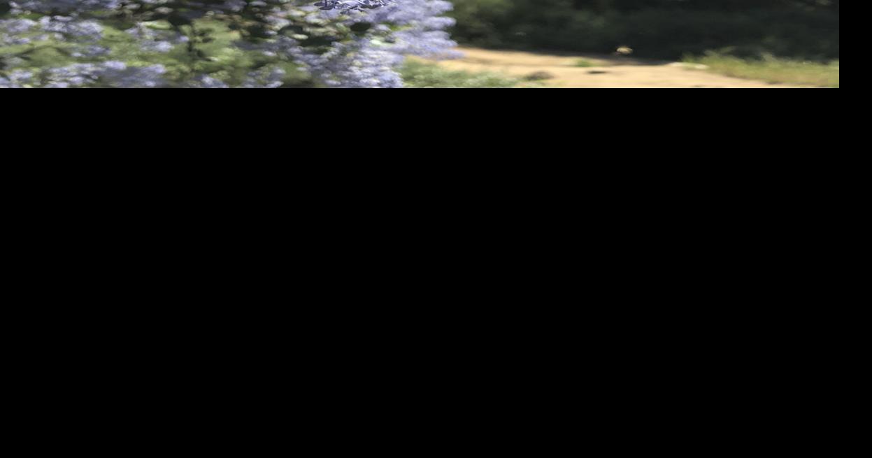 Pen in Hand: Wild Lilac: a beautiful native shrub that can clean your ...