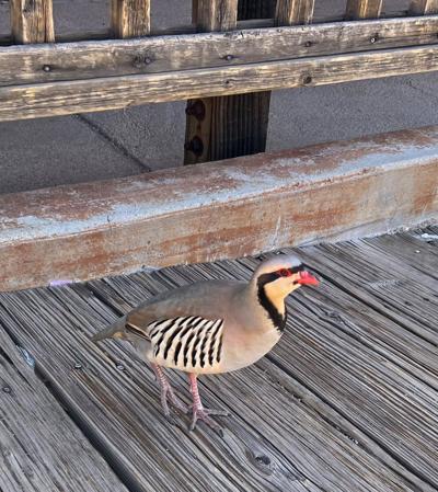 Natural Sightings: A Eurasian bird in the Old West | Lifestyle ...