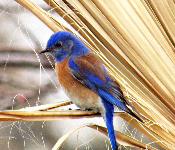 Pen in Hand: Nest Box Program: helping thousands of baby bluebirds ...