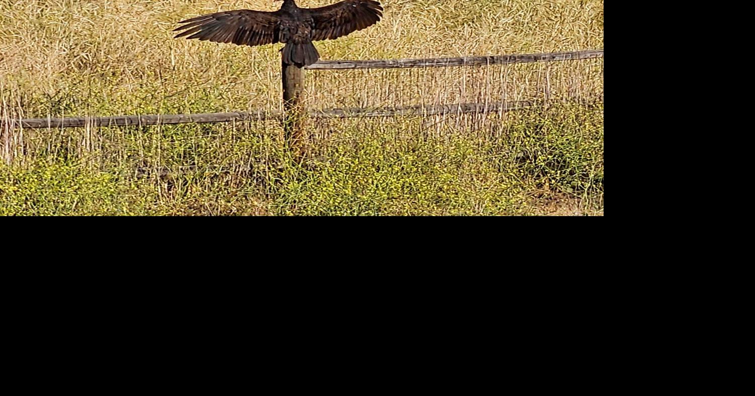 NATURAL SIGHTINGS: Turkey vultures are well adapted to their diet ...