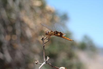 dragonfly sightings