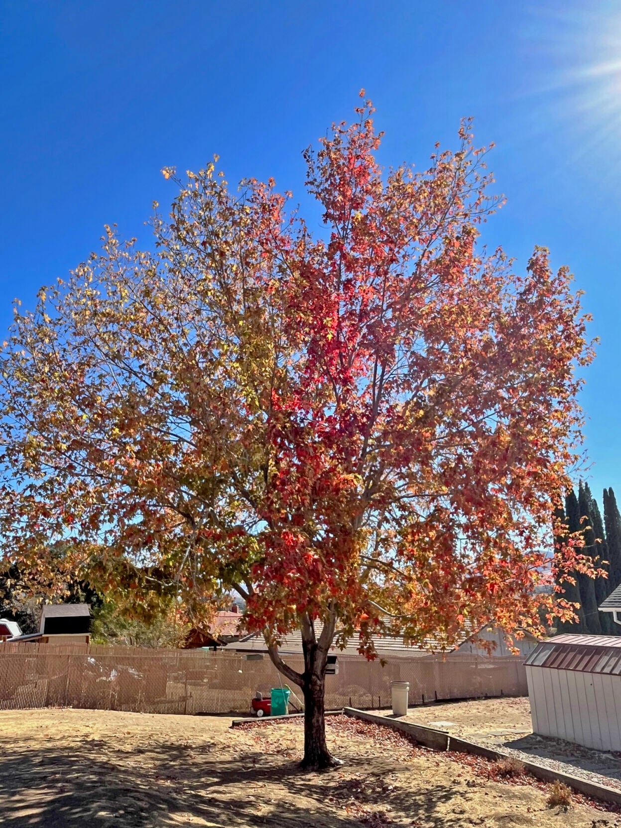 Natural Sightings: Three colors maple tree | Lifestyle | tehachapinews.com