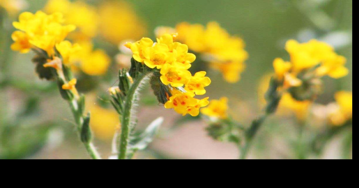 Natural Sightings: Among the first wildflowers of spring | Lifestyle ...