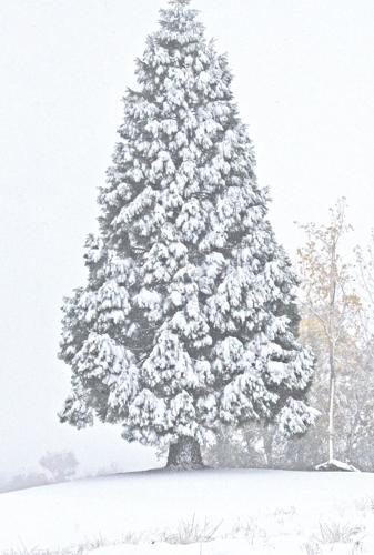 PHOTO GALLERY: Tehachapi sees first snow of season | News ...