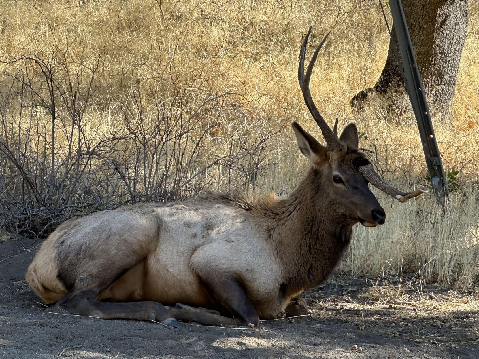 elk antelope