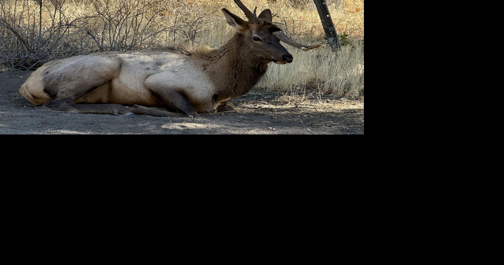 Bull elk wanders across Western Area front yard, raising safety ...
