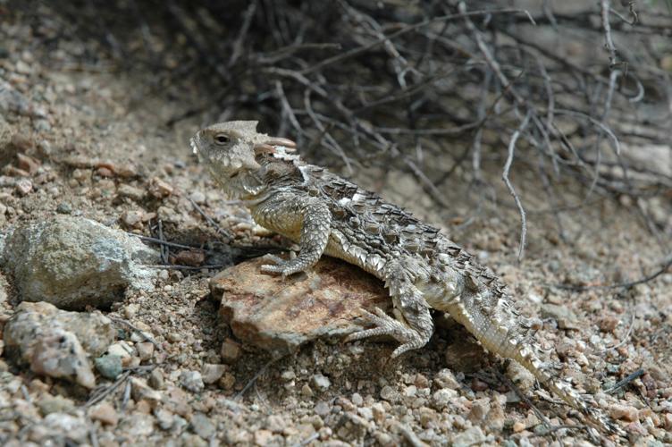 Pen in Hand: Horned lizards: a miniature dinosaur that everyone likes ...